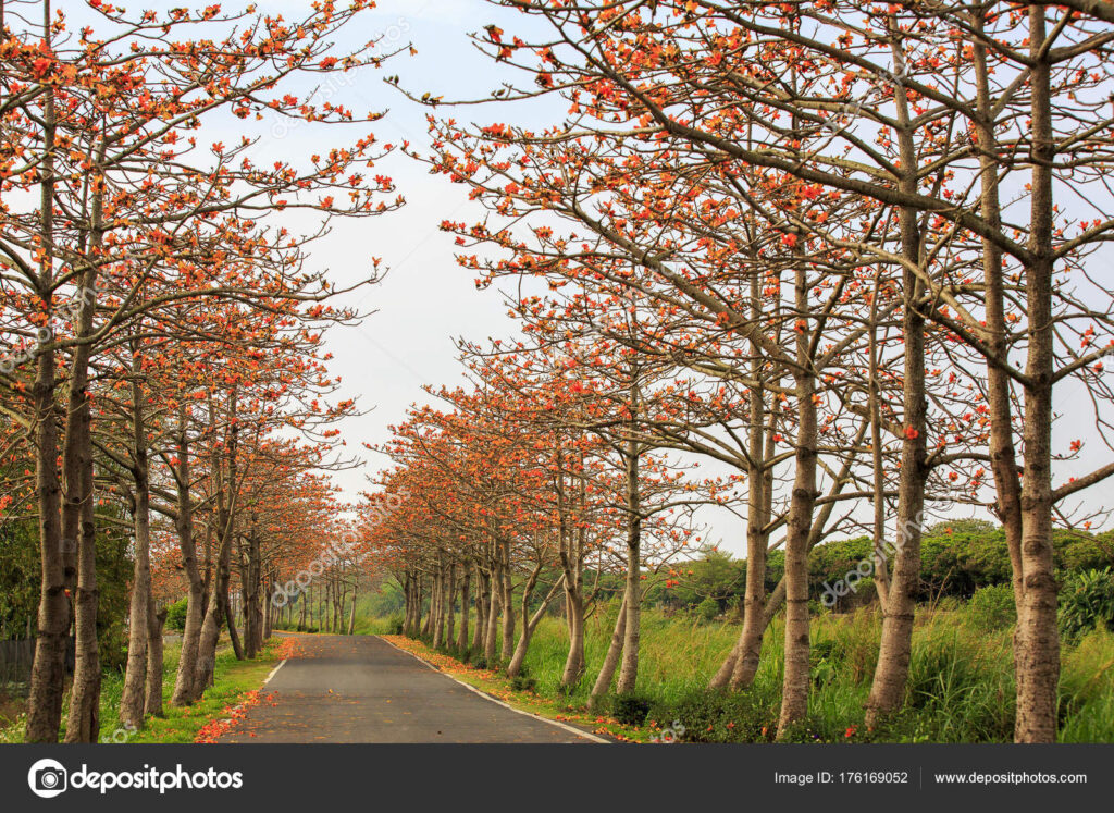 Arbre Bombax ceiba - KAPOKIER ROUGE - CHAJARATI