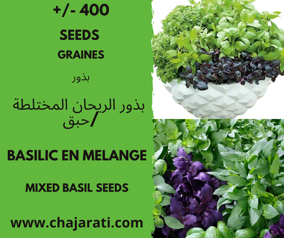 400 Graines de Basilic en melange - Mixed Basil Seeds - CHAJARATI